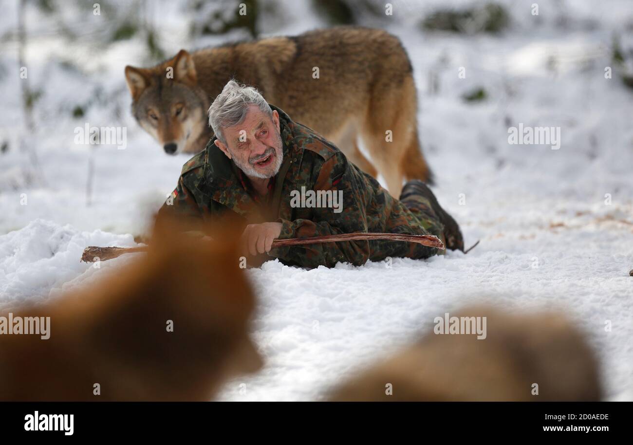 German wolf packs hi-res stock photography and images - Alamy