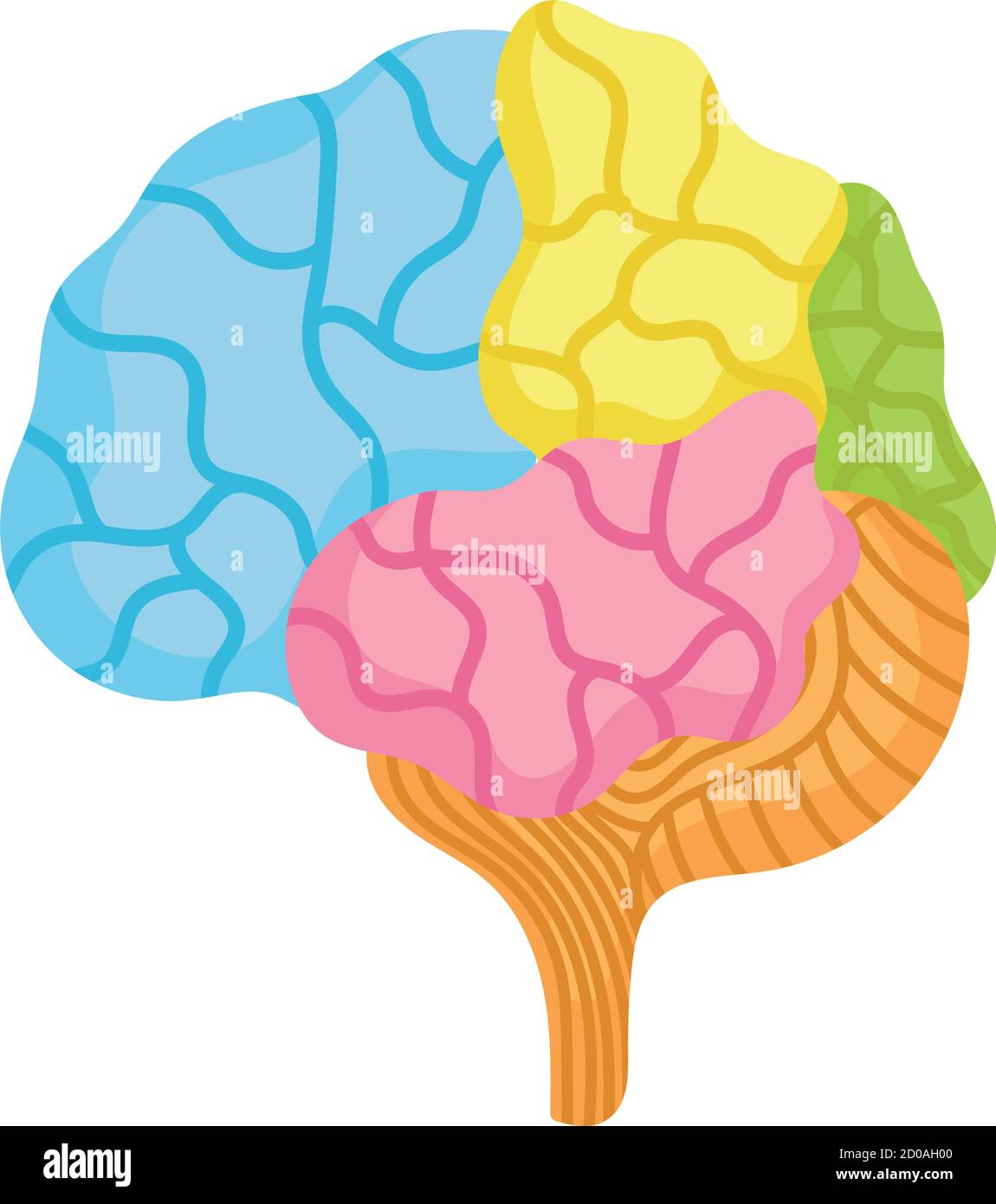 colored human brain parts organ isolated icon style vector illustration ...