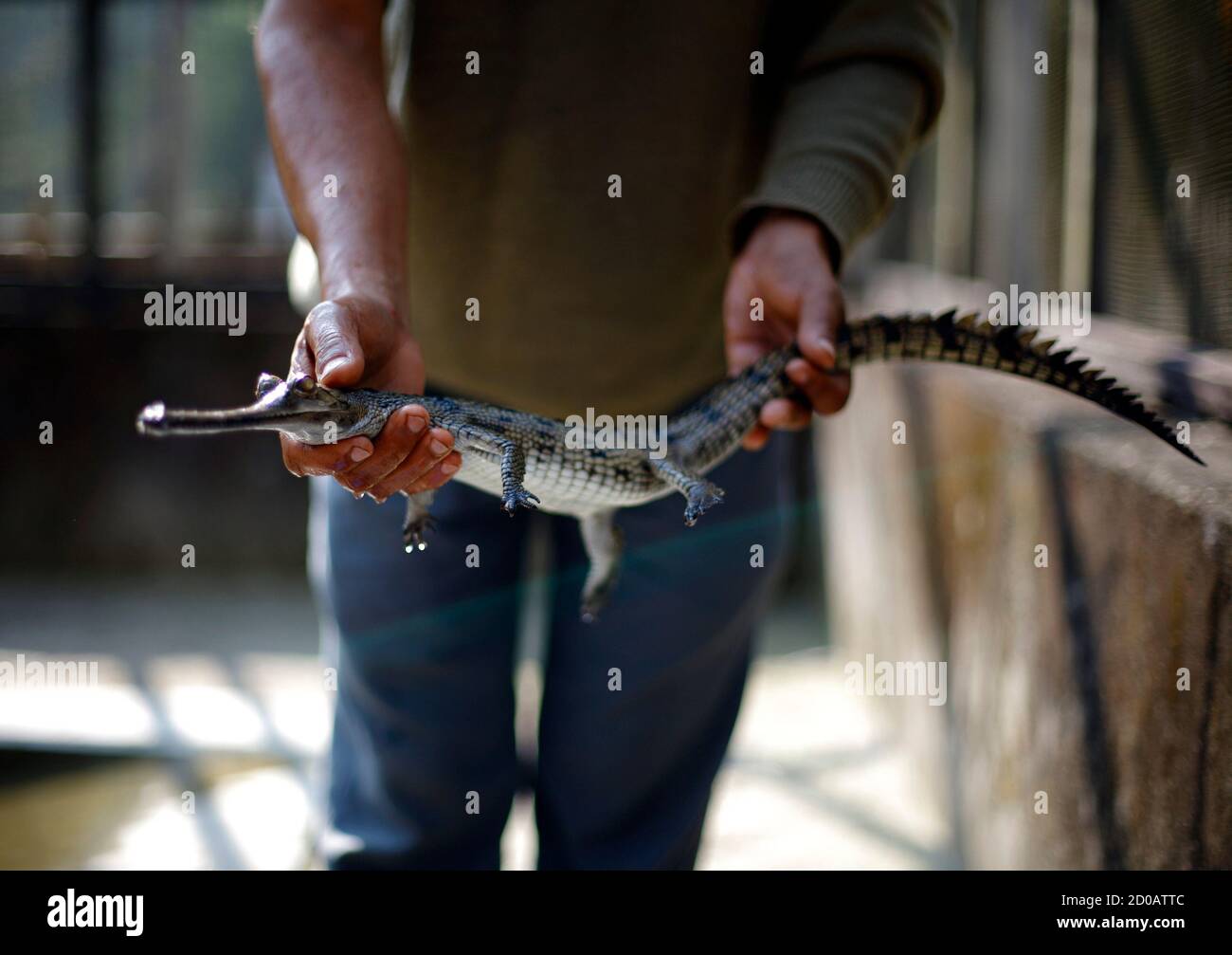 Gharial crocodile breeding center High Resolution Stock Photography and ...