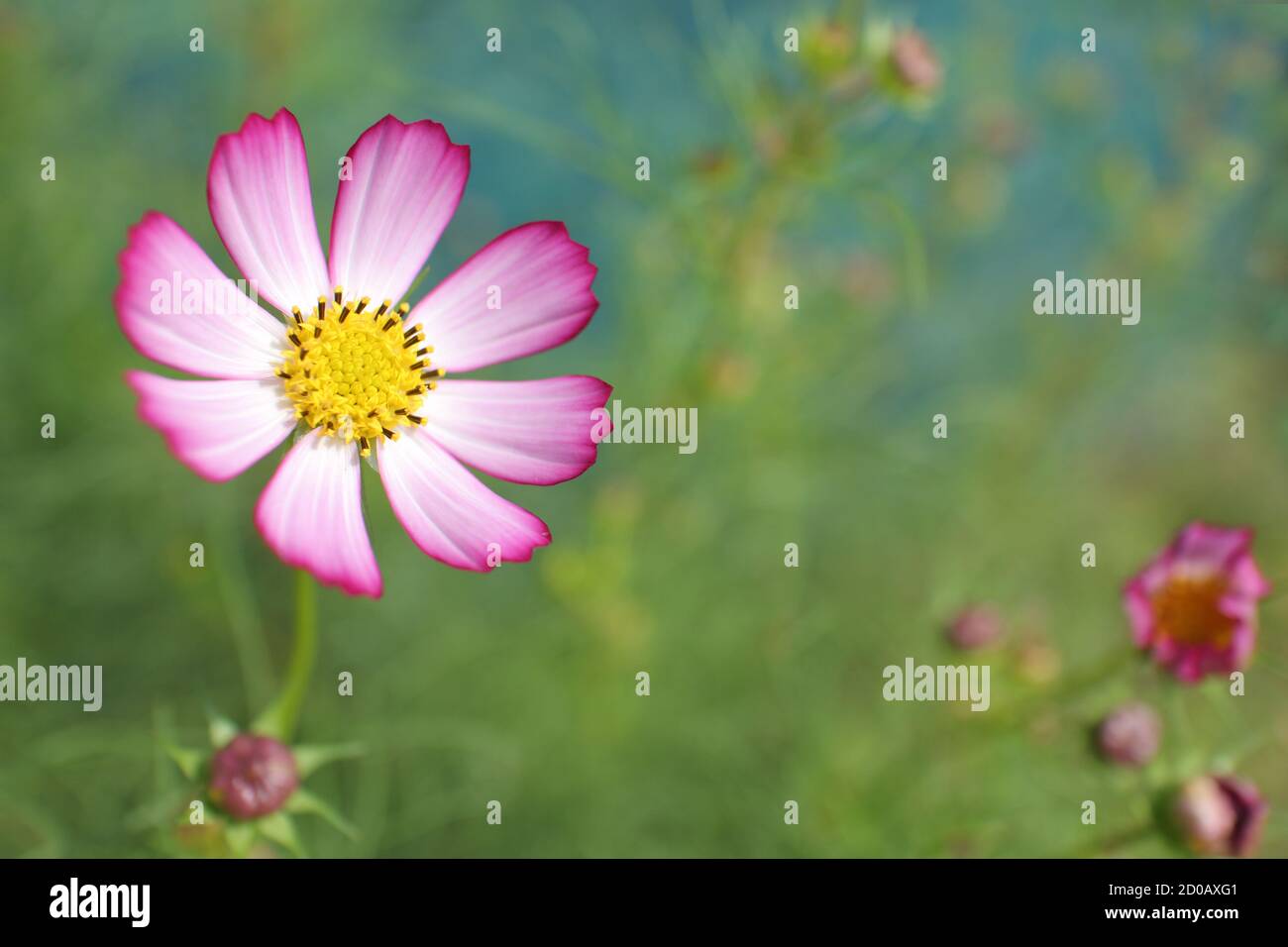 Blue cosmos isolated flower hi-res stock photography and images - Alamy