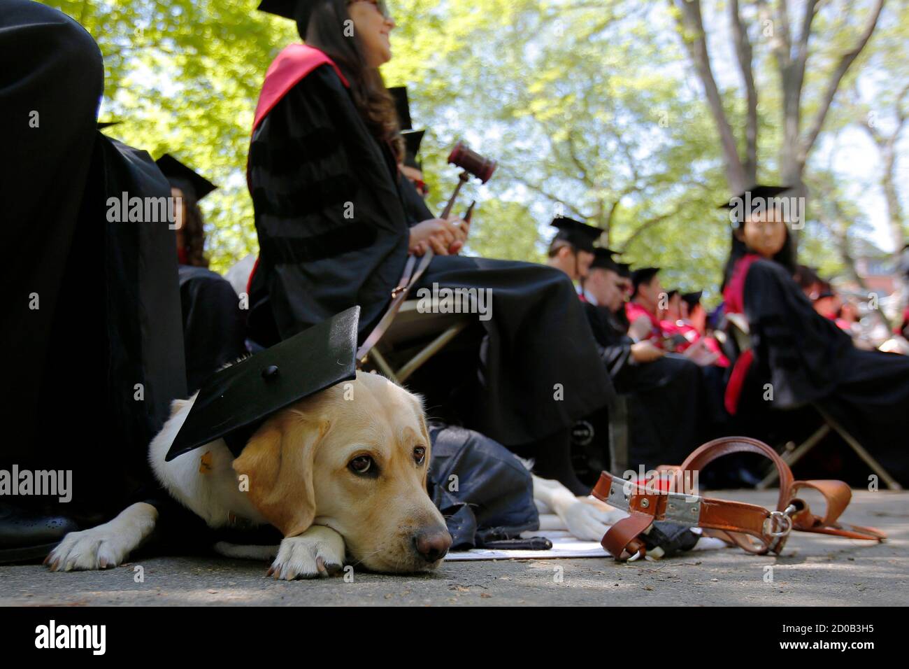 University harvard graduation hi-res stock photography and images - Alamy