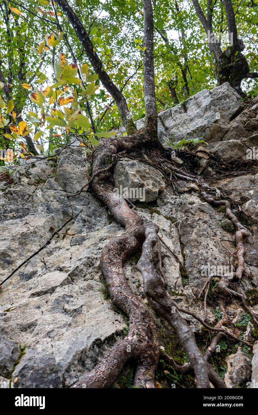 Tree clinging to rocks hi-res stock photography and images - Alamy