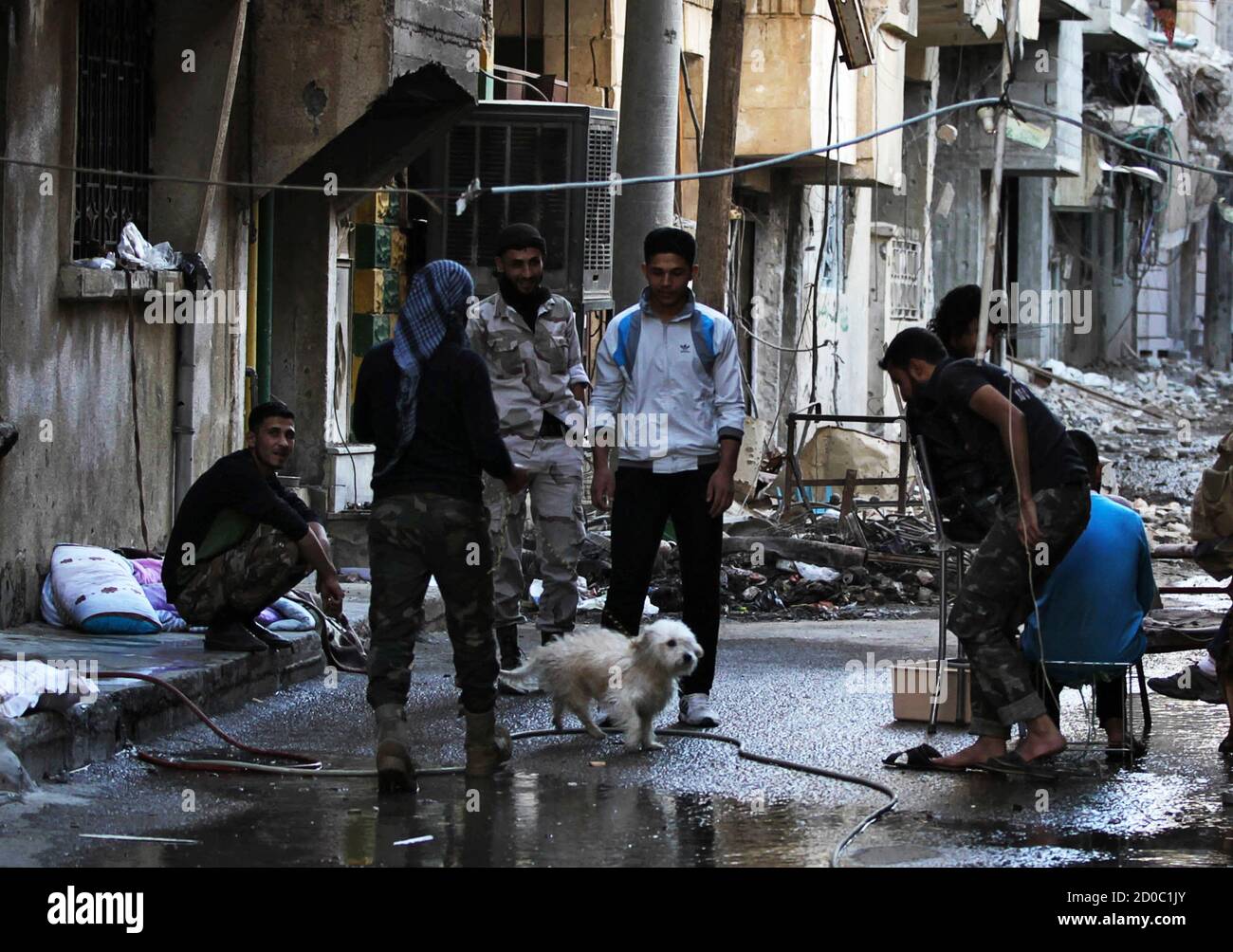 Animal militar hi-res stock photography and images - Alamy