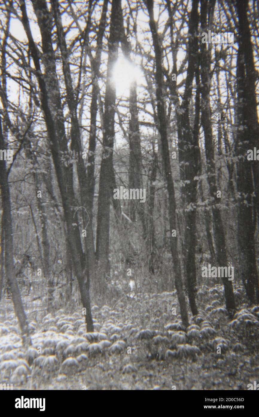Fine 1970s vintage black and white photography of snowy trees growing ...