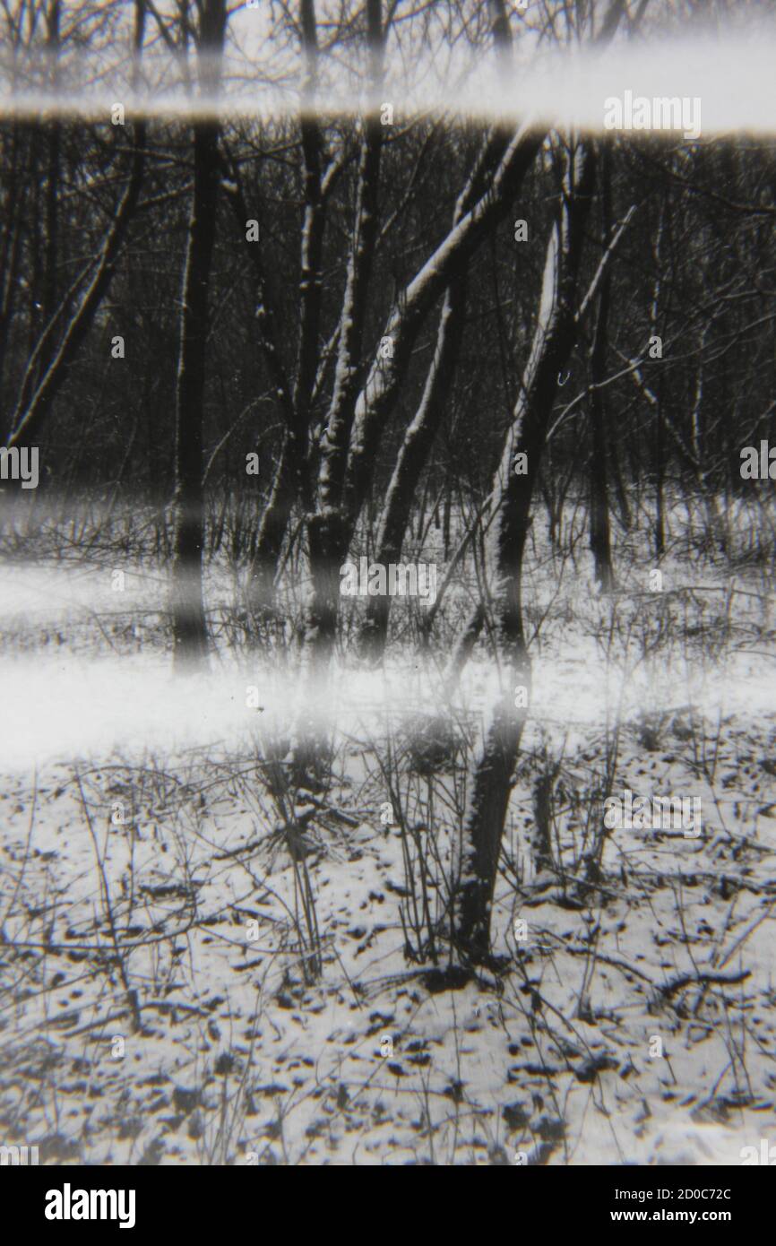 Fine 1970s vintage black and white photography of snowy trees growing ...
