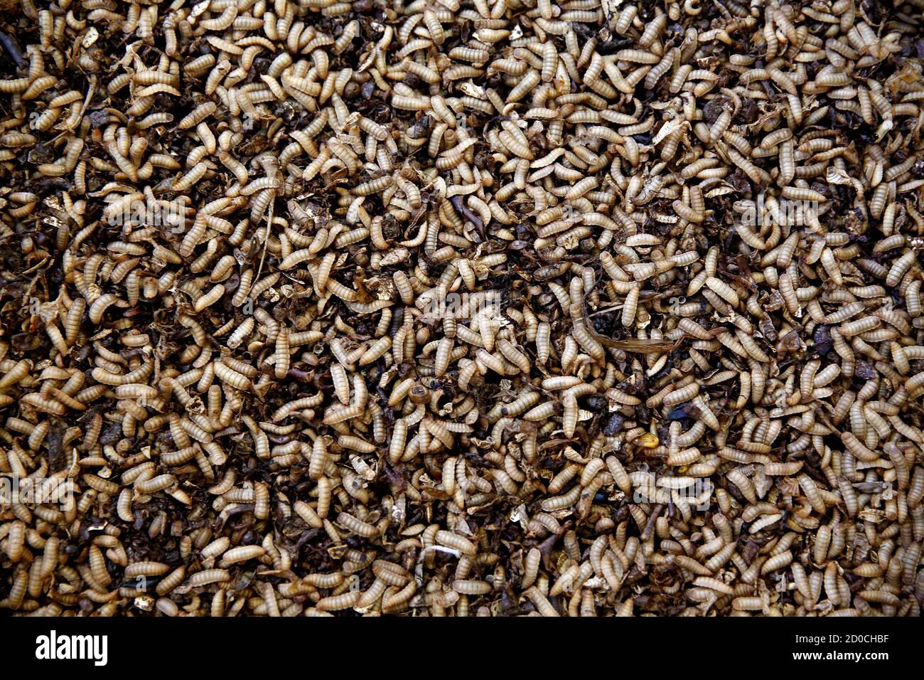 Protein from insects hi-res stock photography and images - Alamy