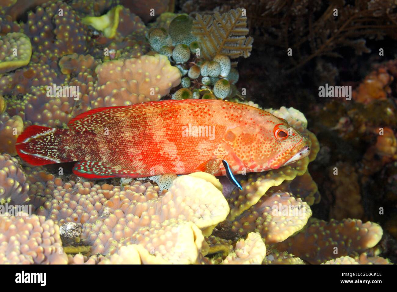 Flagtail grouper or v tail grouper hi-res stock photography and images ...