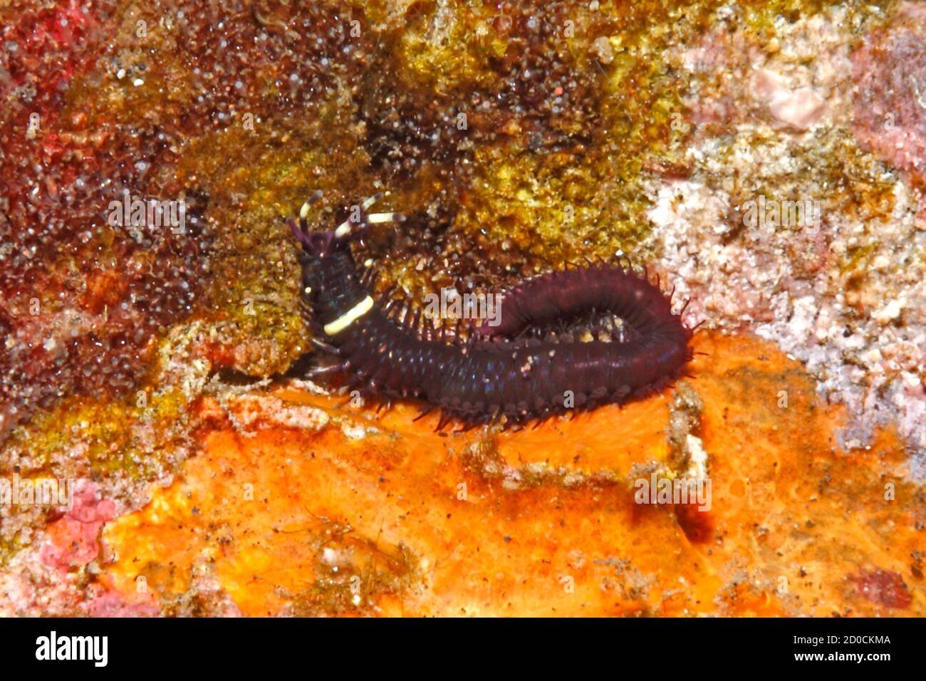 Eunicidae hi-res stock photography and images - Alamy