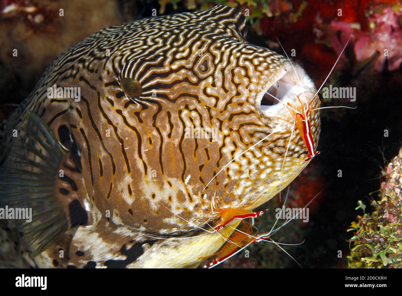 Map puffer arothron mappa hi-res stock photography and images - Alamy