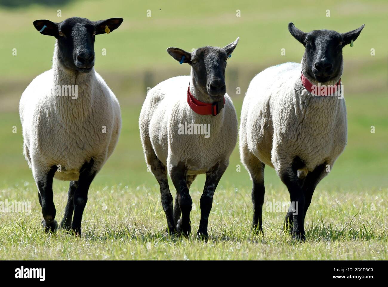 Suffolk Cross Sheep High Resolution Stock Photography and Images - Alamy