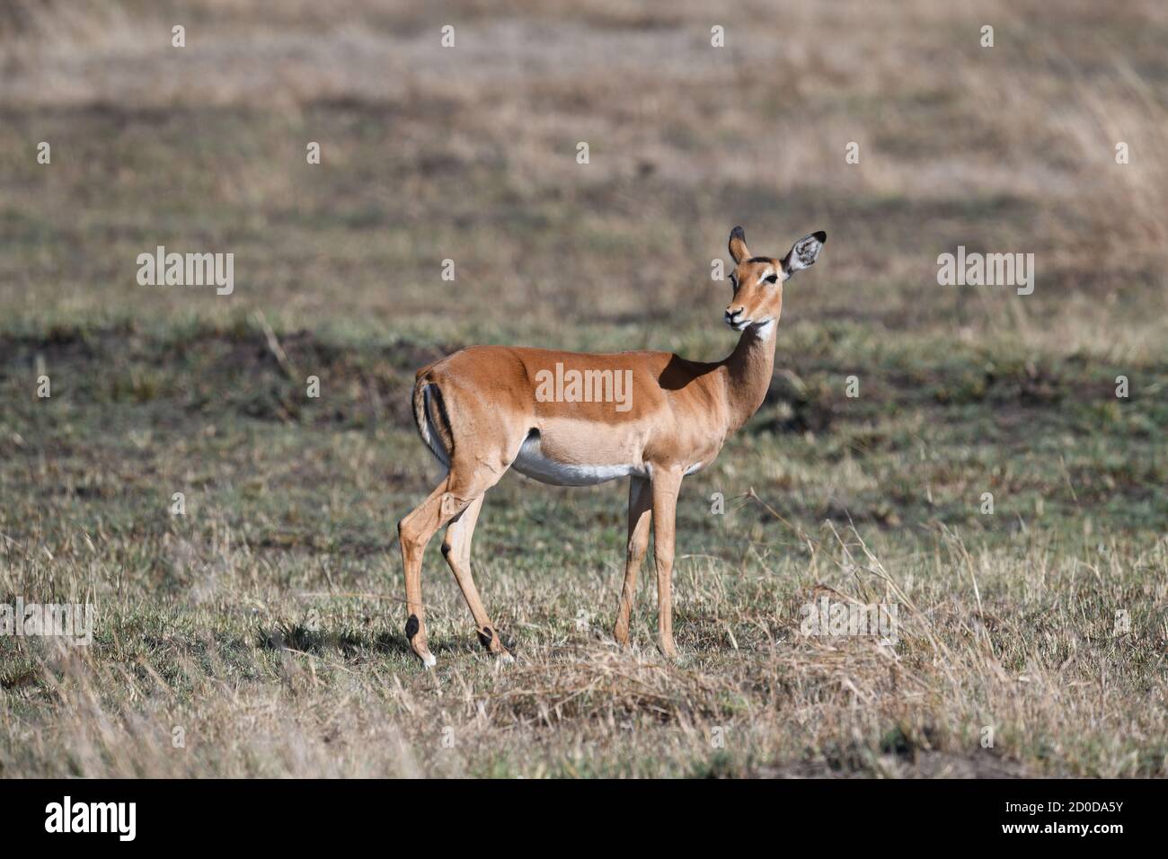 Female impala (Aepyceros melampus) in Kenya, Africa Stock Photo - Alamy