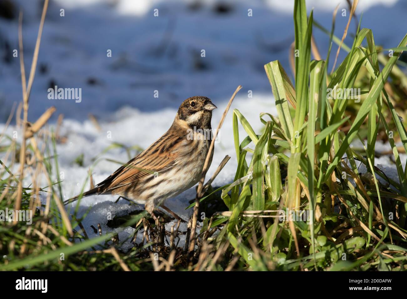 Male Reed Bunting, Emberiza schoeniclus, in the snow Stock Photo - Alamy