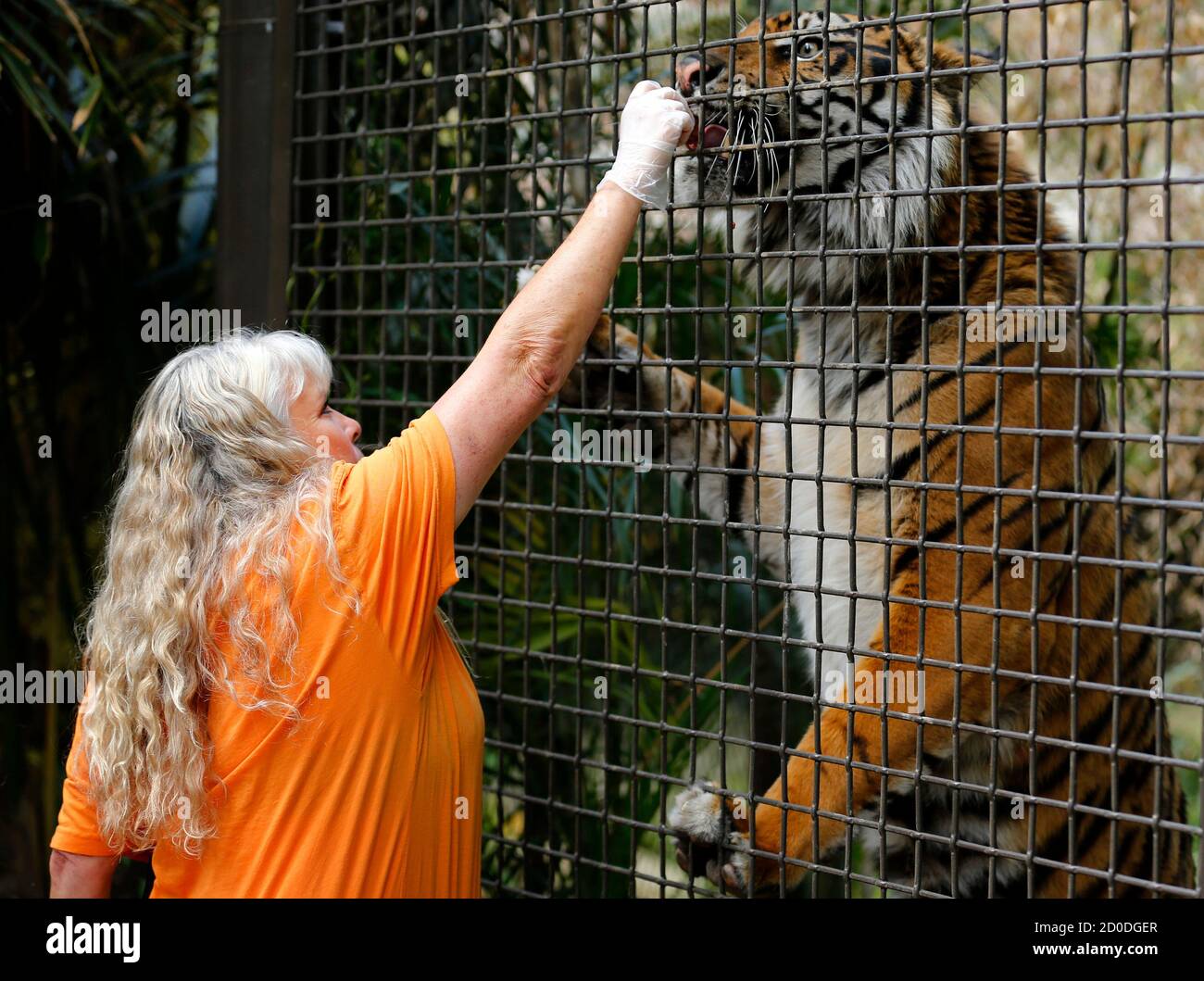 Lion keeper hi-res stock photography and images - Alamy