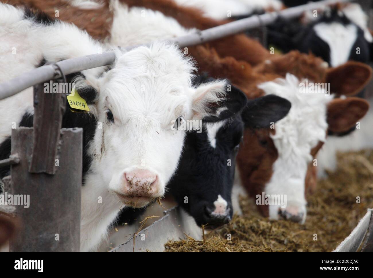 Collective farm russia hi-res stock photography and images - Alamy