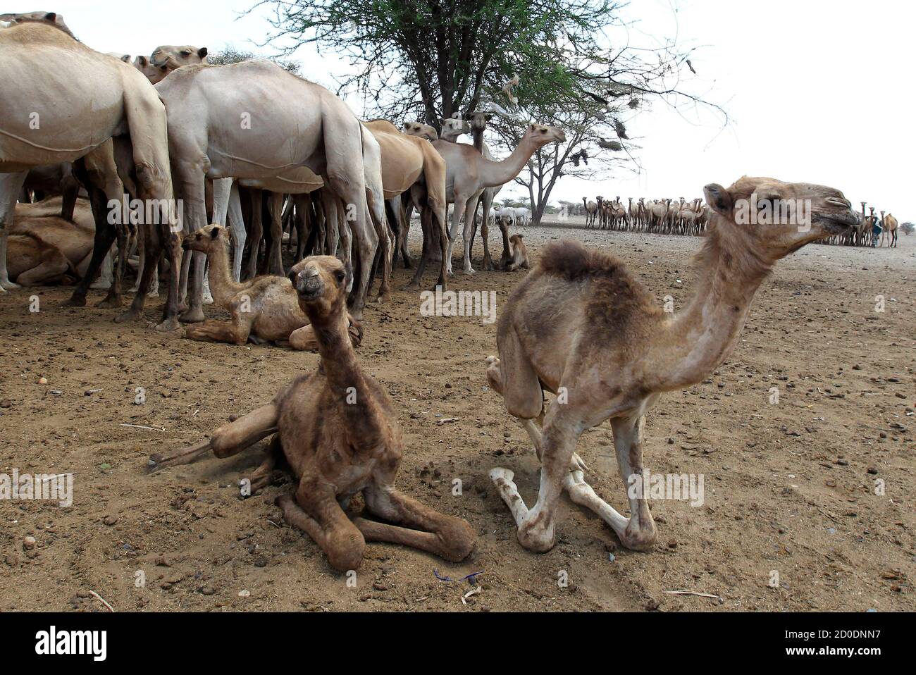 Liboi hi-res stock photography and images - Alamy