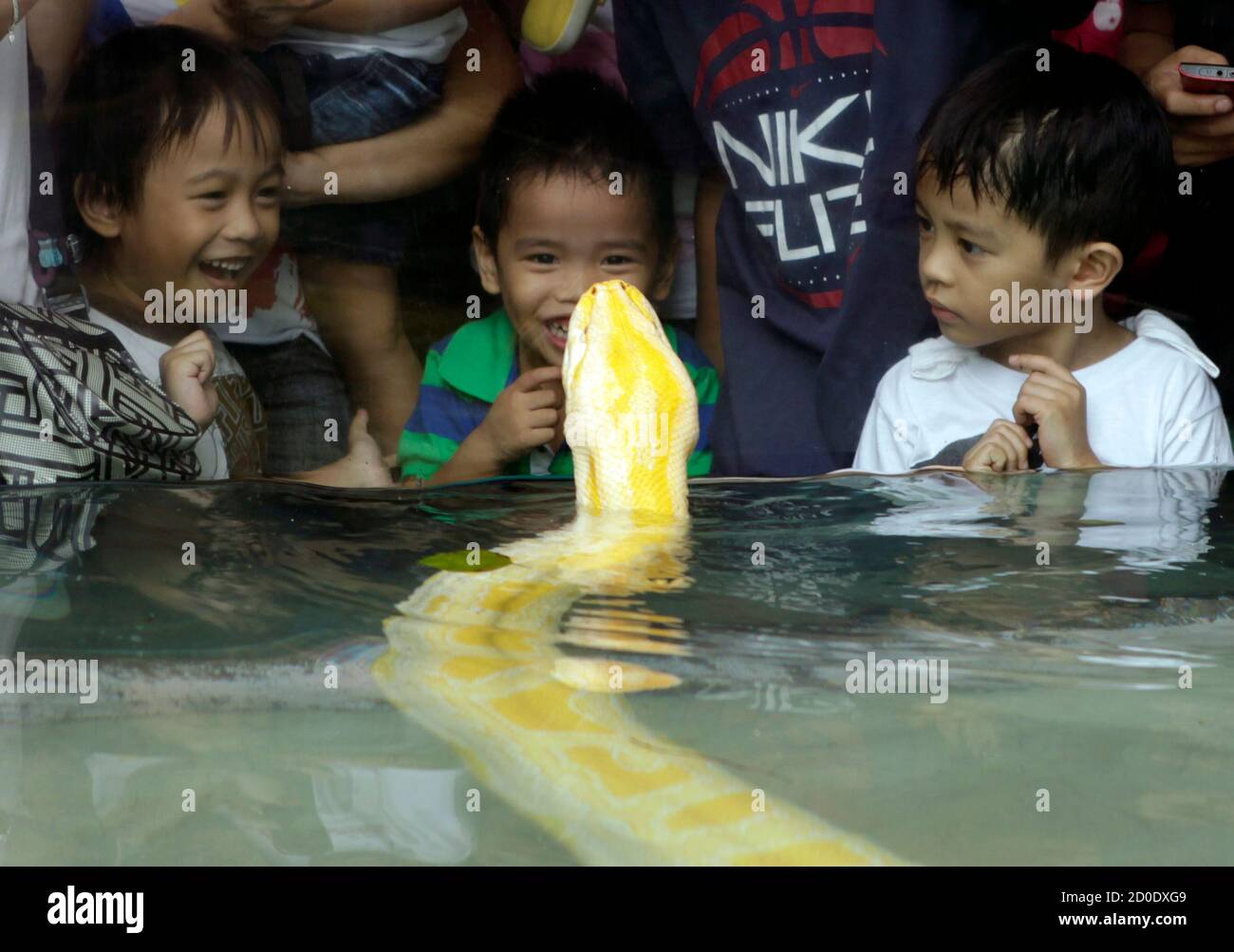 Albino python hi-res stock photography and images - Alamy