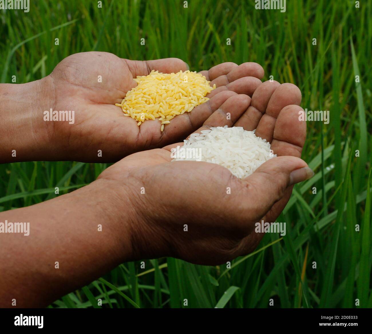 Genetically modified food rice hi-res stock photography and images - Alamy