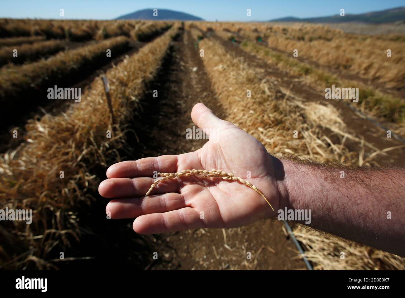 Experimental farm agriculture hi-res stock photography and images - Alamy