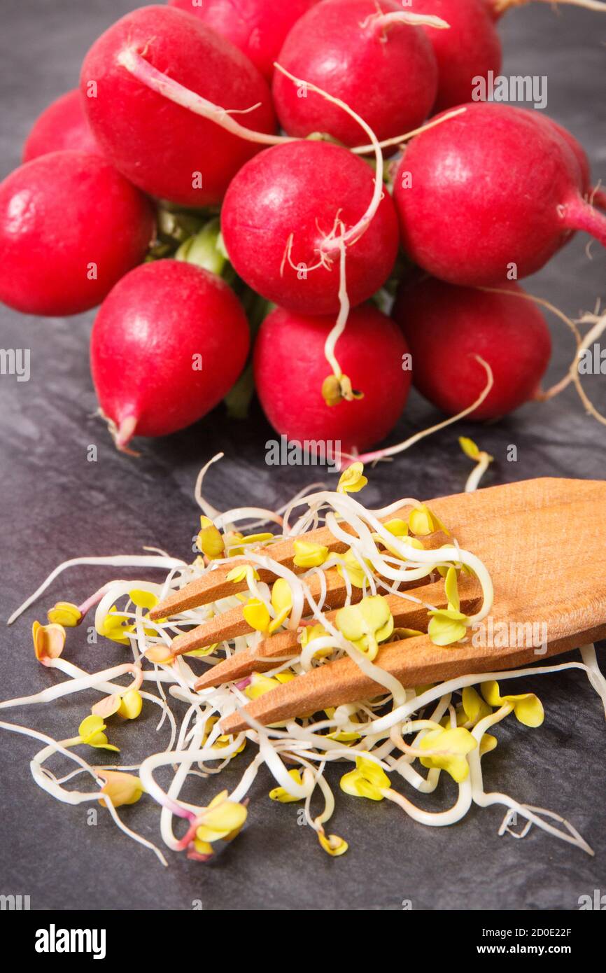 Fresh healthy sprouted radish seeds containing natural vitamins and ...