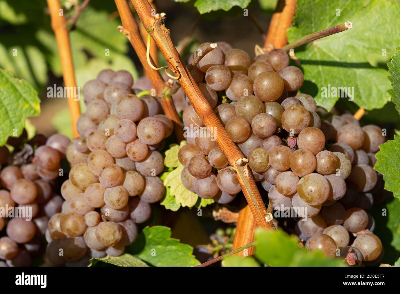 Beautiful picture of vineyards of Ciumbrud, Romania Stock Photo - Alamy