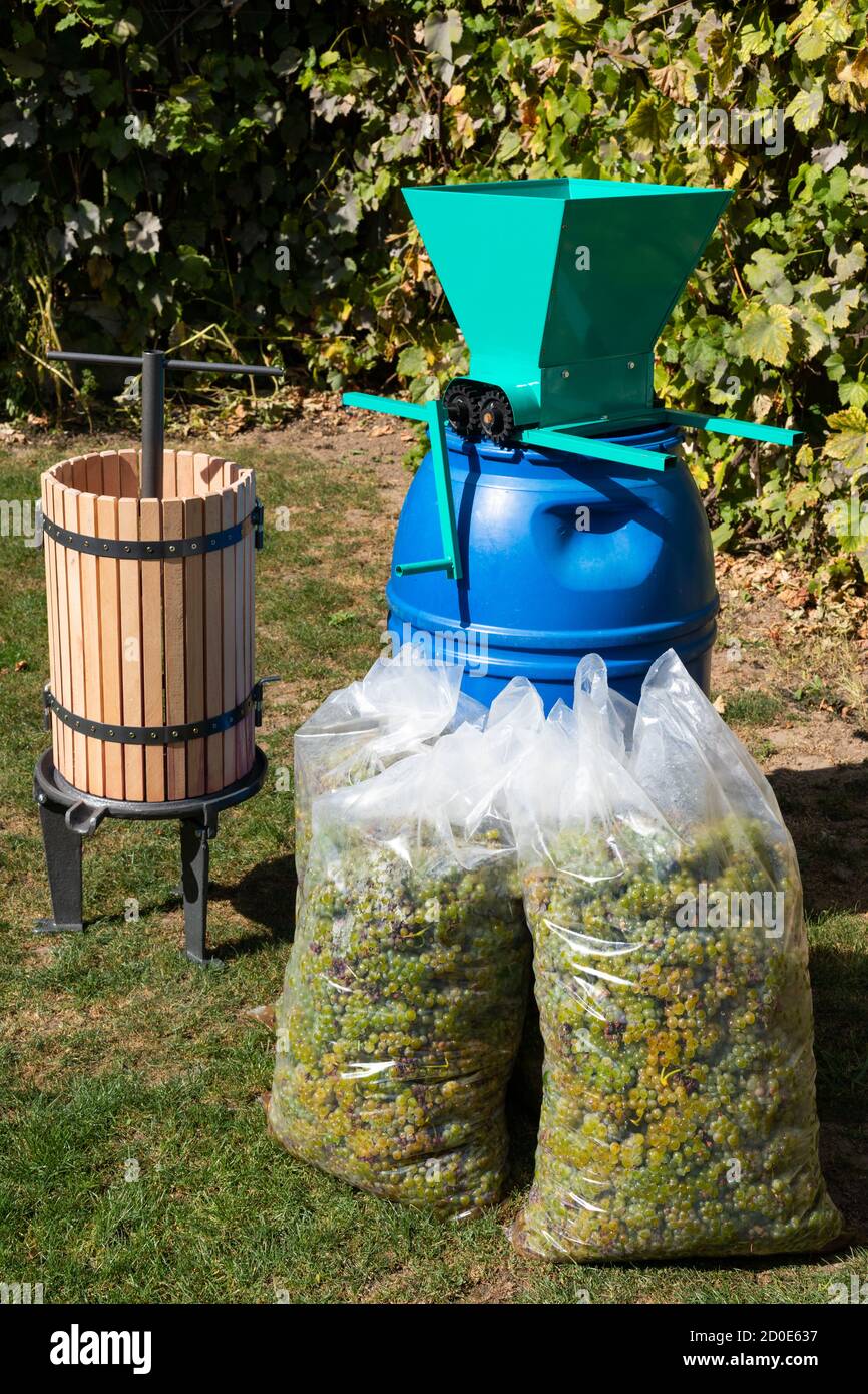 Traditional wine making process: wine press and fresh harvested grapes ...