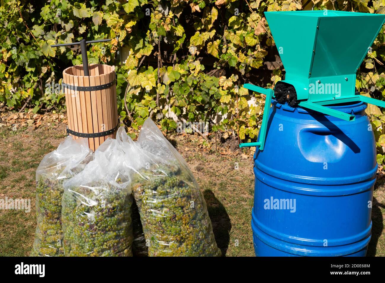 Traditional wine making process: wine press and fresh harvested grapes ...