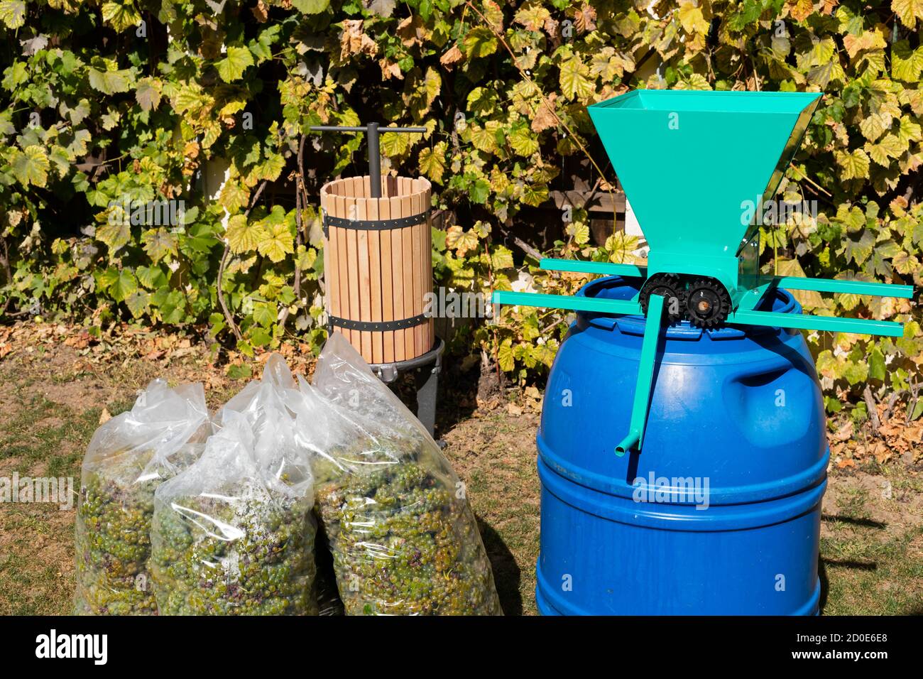 Traditional wine making process: wine press and fresh harvested grapes ...