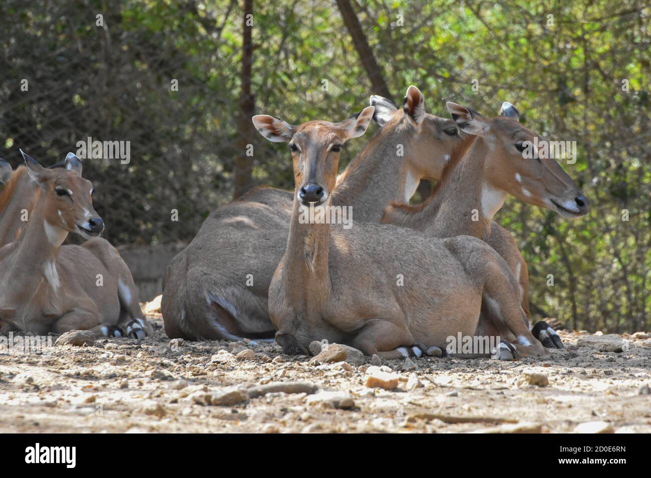 Asian antelope nilgai hi-res stock photography and images - Alamy