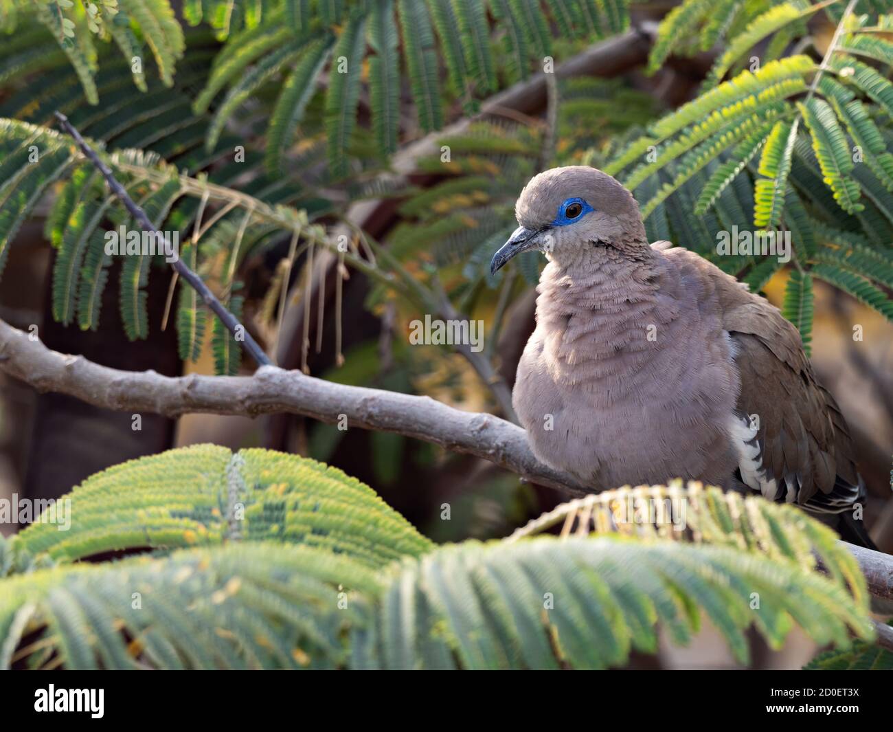 Ringed Dove High Resolution Stock Photography and Images - Alamy