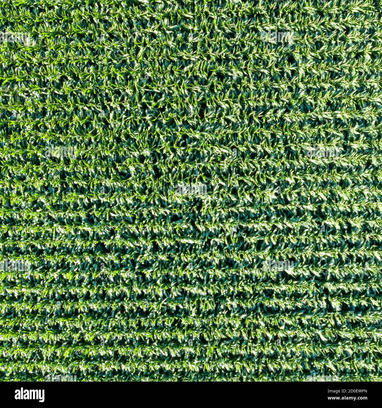 Aerial top view agriculture field hi-res stock photography and images ...