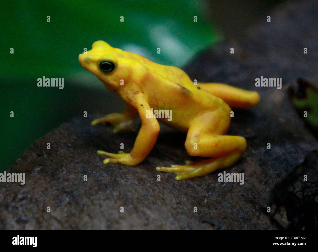 Panamanian golden frog hi-res stock photography and images - Alamy