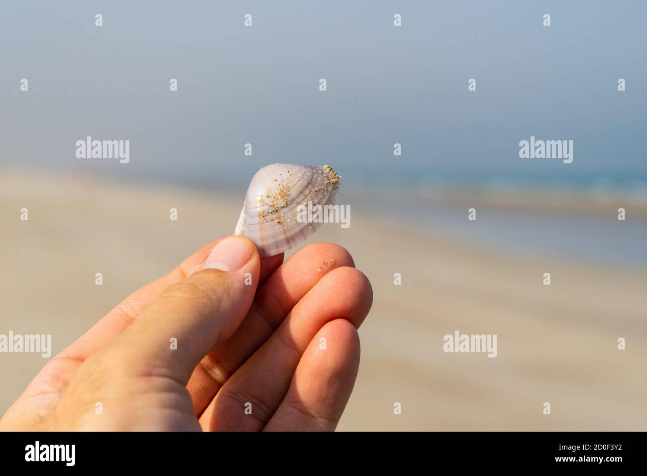 Hand holding seashell with blurred beach background and copy space for ...