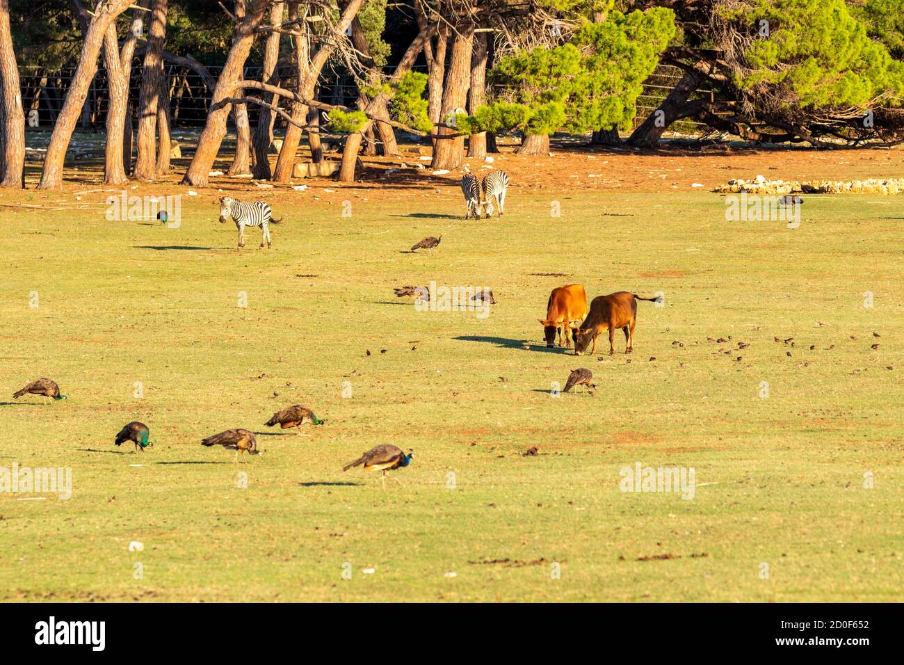 Safari park in Brijuni National Park with animals on the grassland in ...