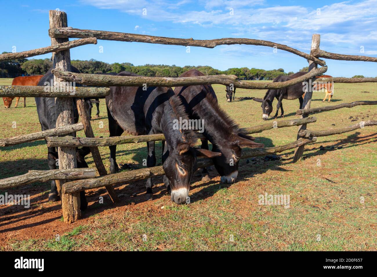 Donkeys in Brijuni National Park Stock Photo - Alamy