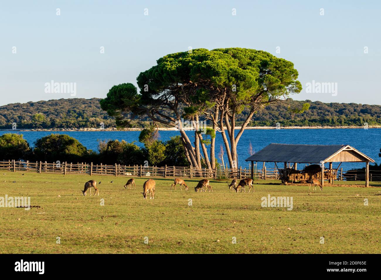 Safari park in Brijuni National Park with animals on the grassland in ...
