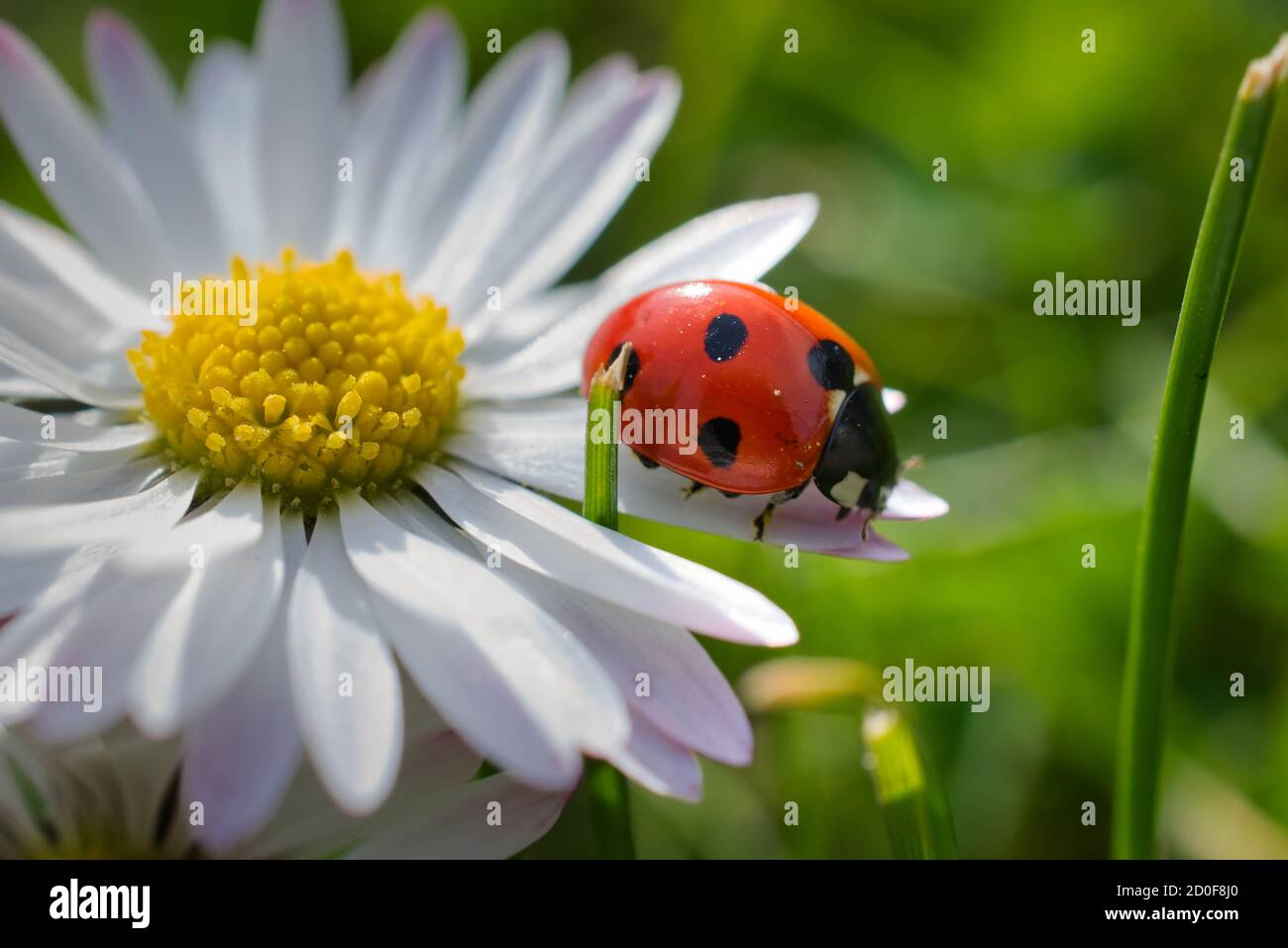 Cute beetle hi-res stock photography and images - Alamy