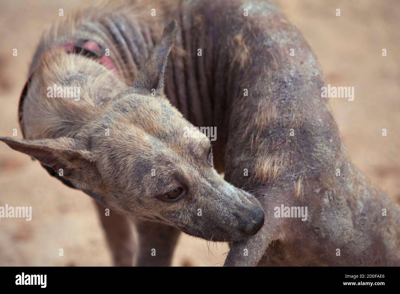 Why Does A Dog Bite Itself