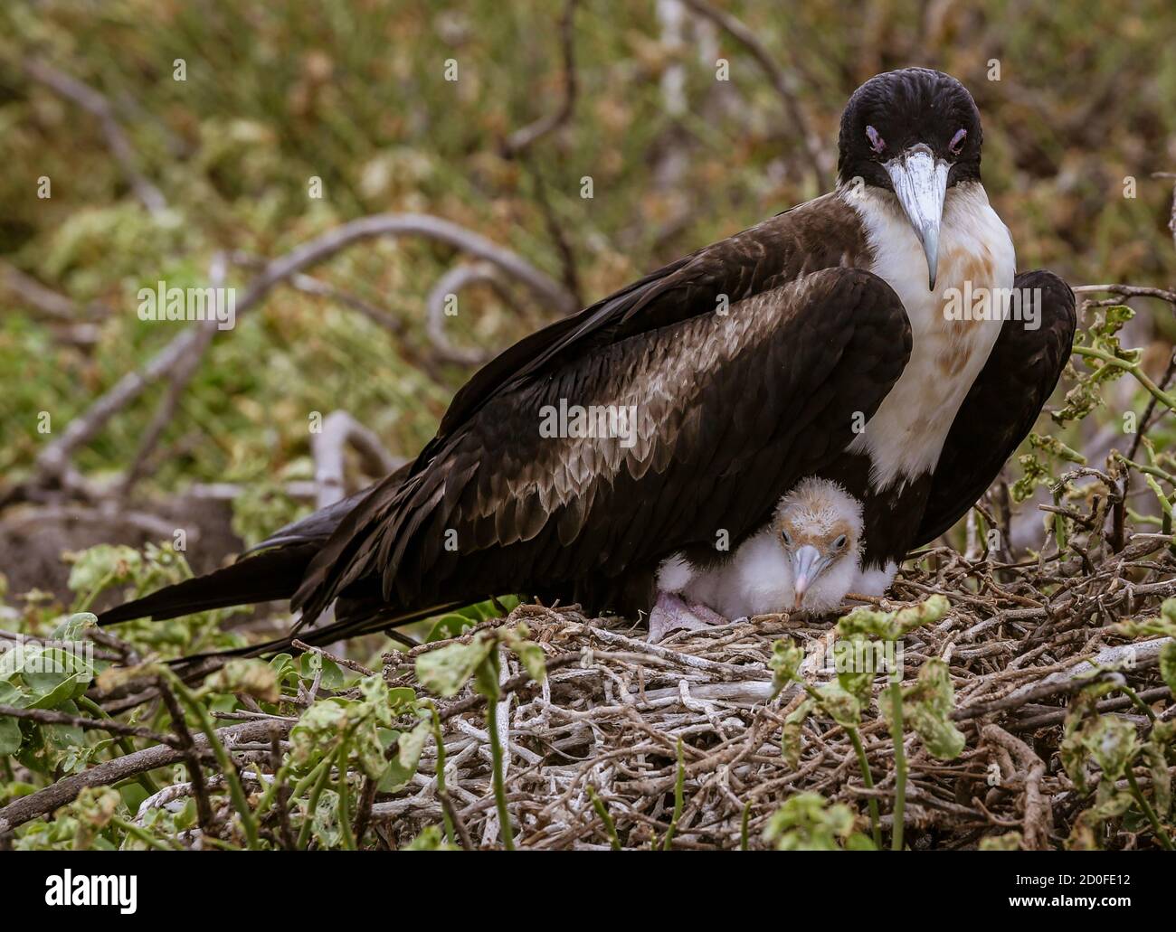 Frigate chick hi-res stock photography and images - Alamy