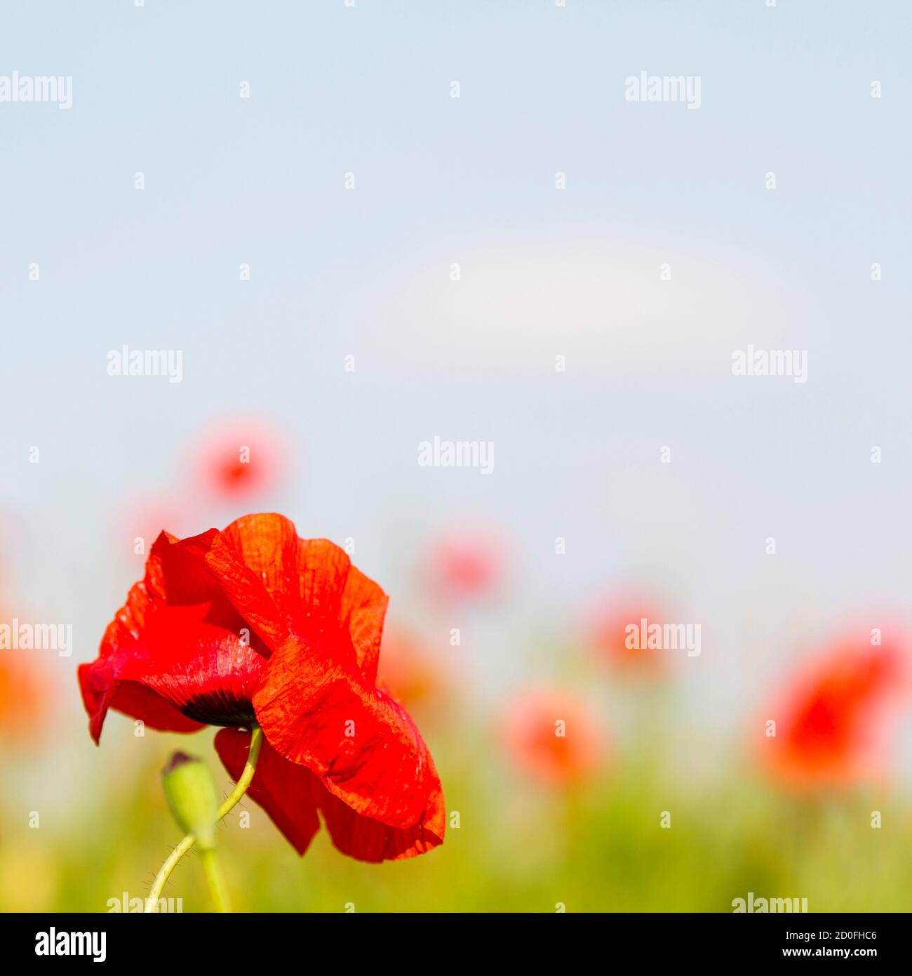 Single poppy flower on the field Stock Photo - Alamy