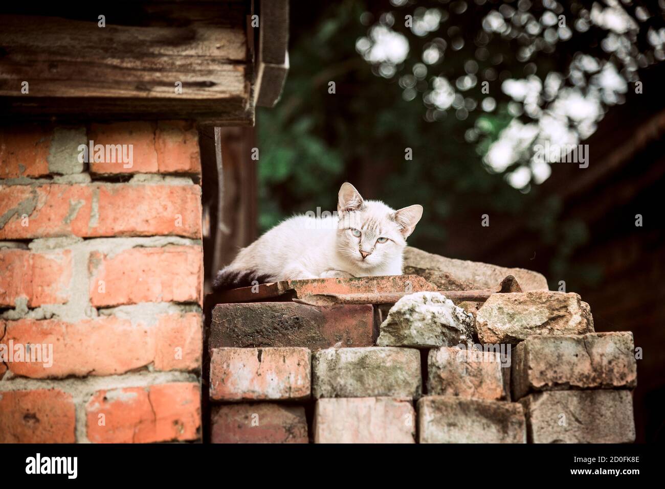 Cat sitting on the old bricks outdoors Stock Photo - Alamy