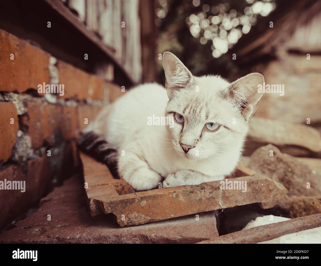 Cat sitting on the old bricks outdoors Stock Photo - Alamy