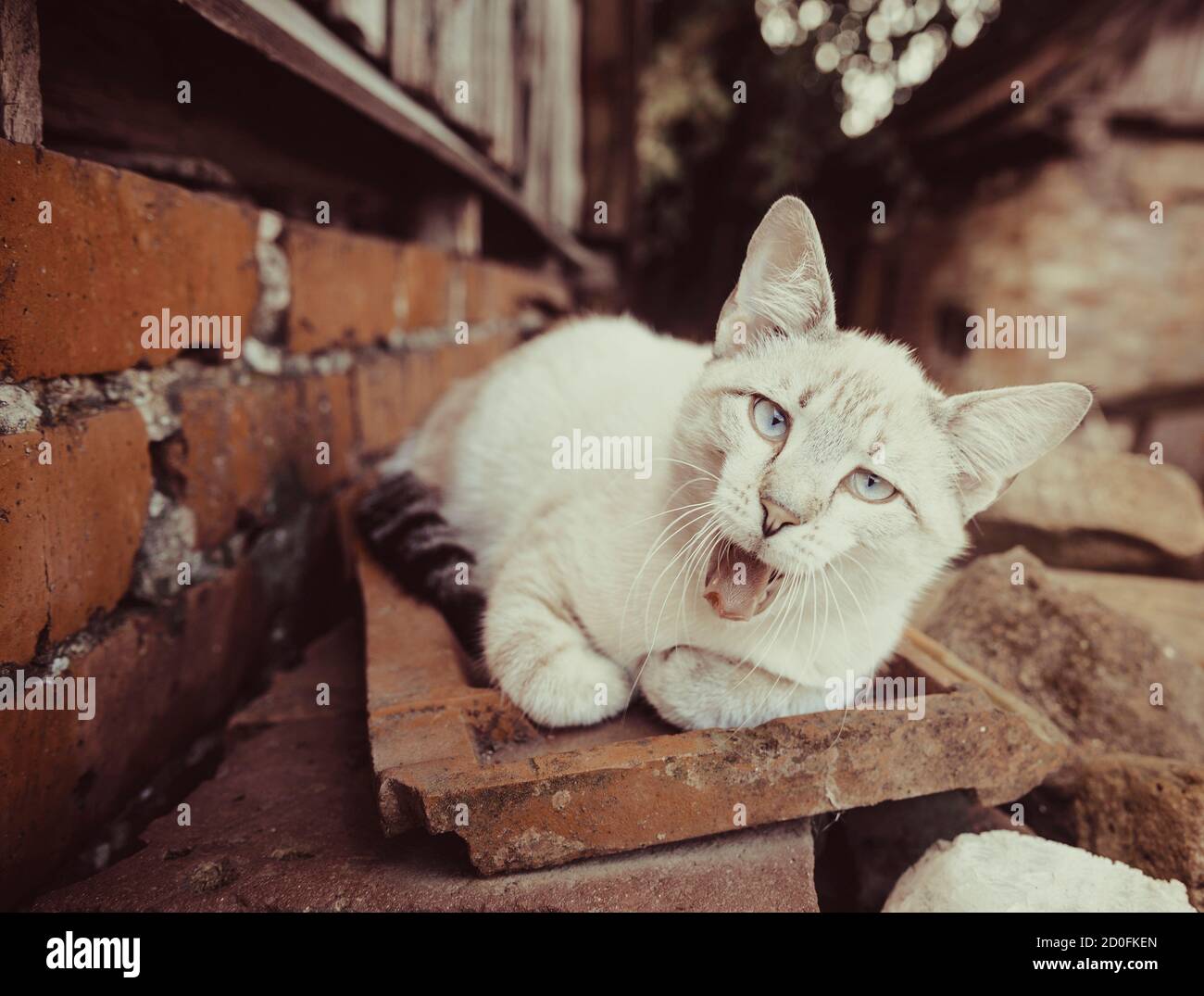 Cat lying on the old bricks outdoors Stock Photo - Alamy