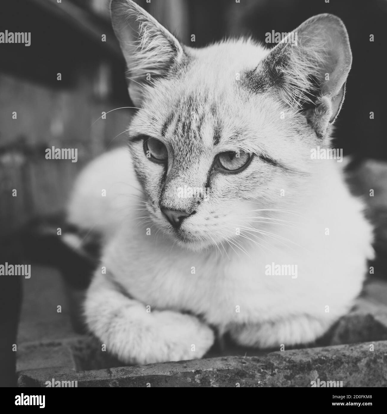 Gray-white cat outdoor Stock Photo - Alamy
