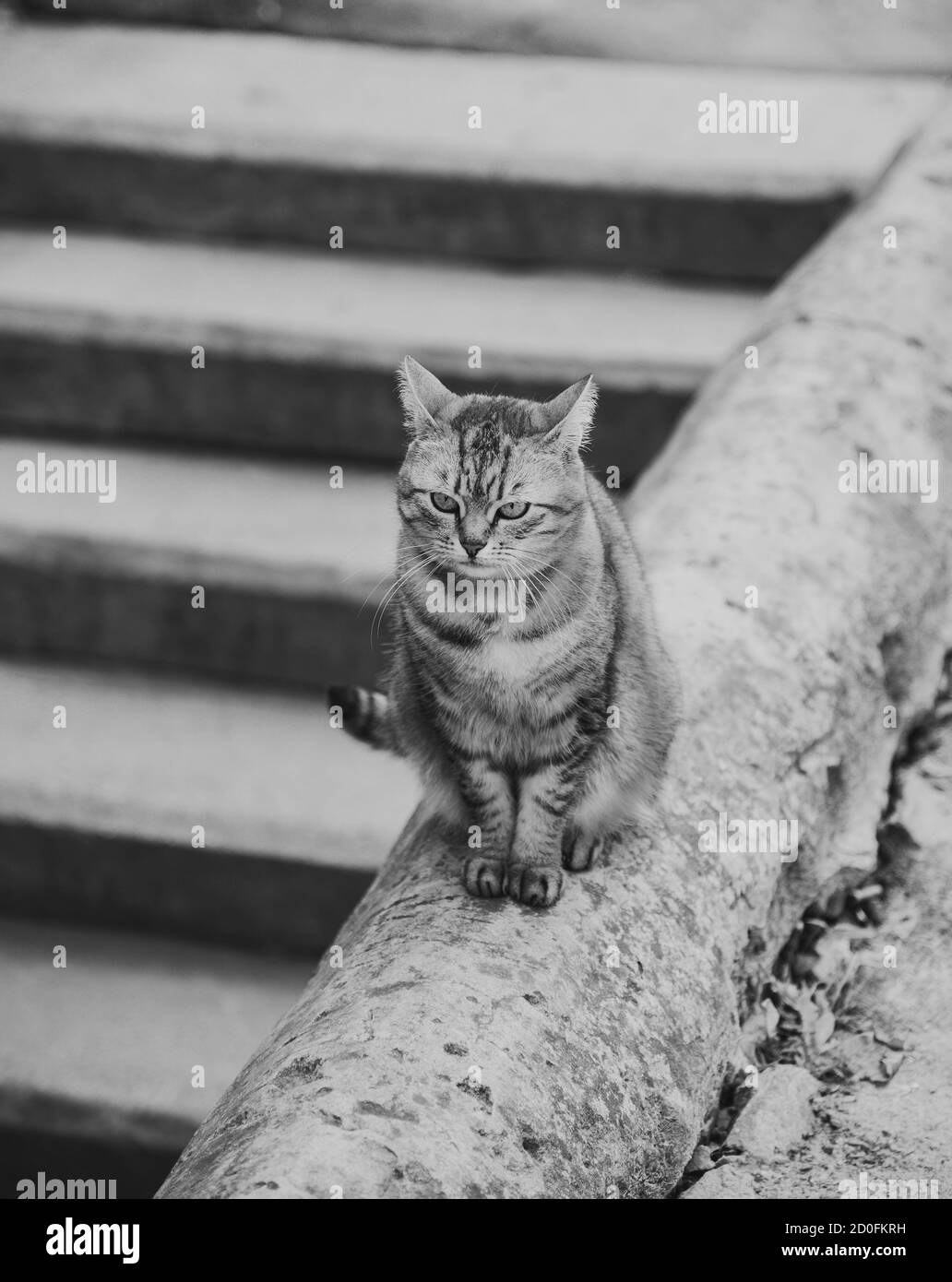 Cat sitting outdoors looking Black and White Stock Photos & Images - Alamy