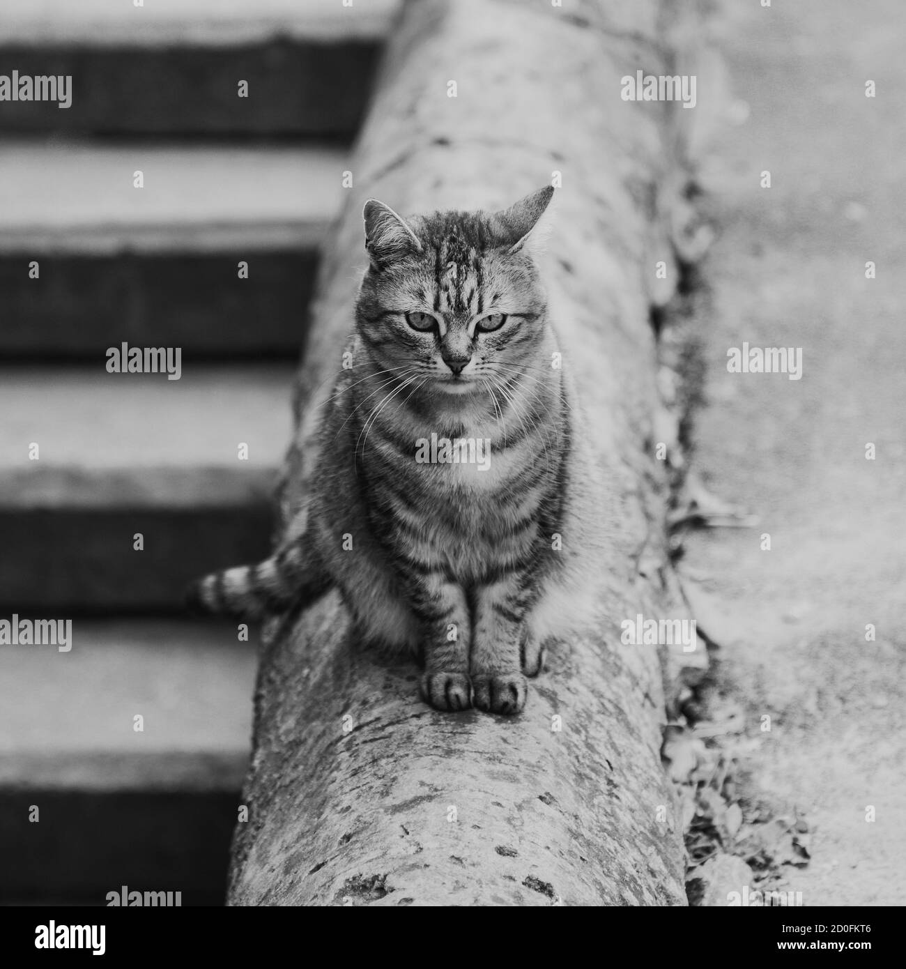 Cat sitting outdoors looking Black and White Stock Photos & Images - Alamy