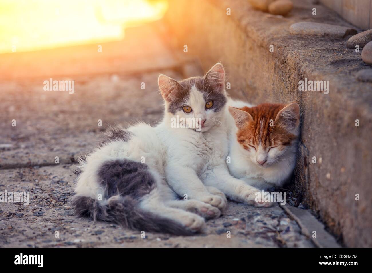 Funny kittens hi-res stock photography and images - Alamy