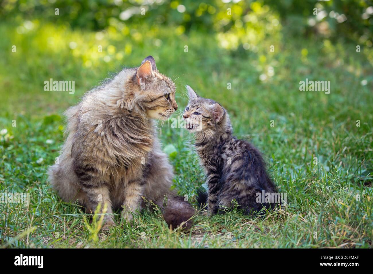 Kitten mother hi-res stock photography and images - Alamy