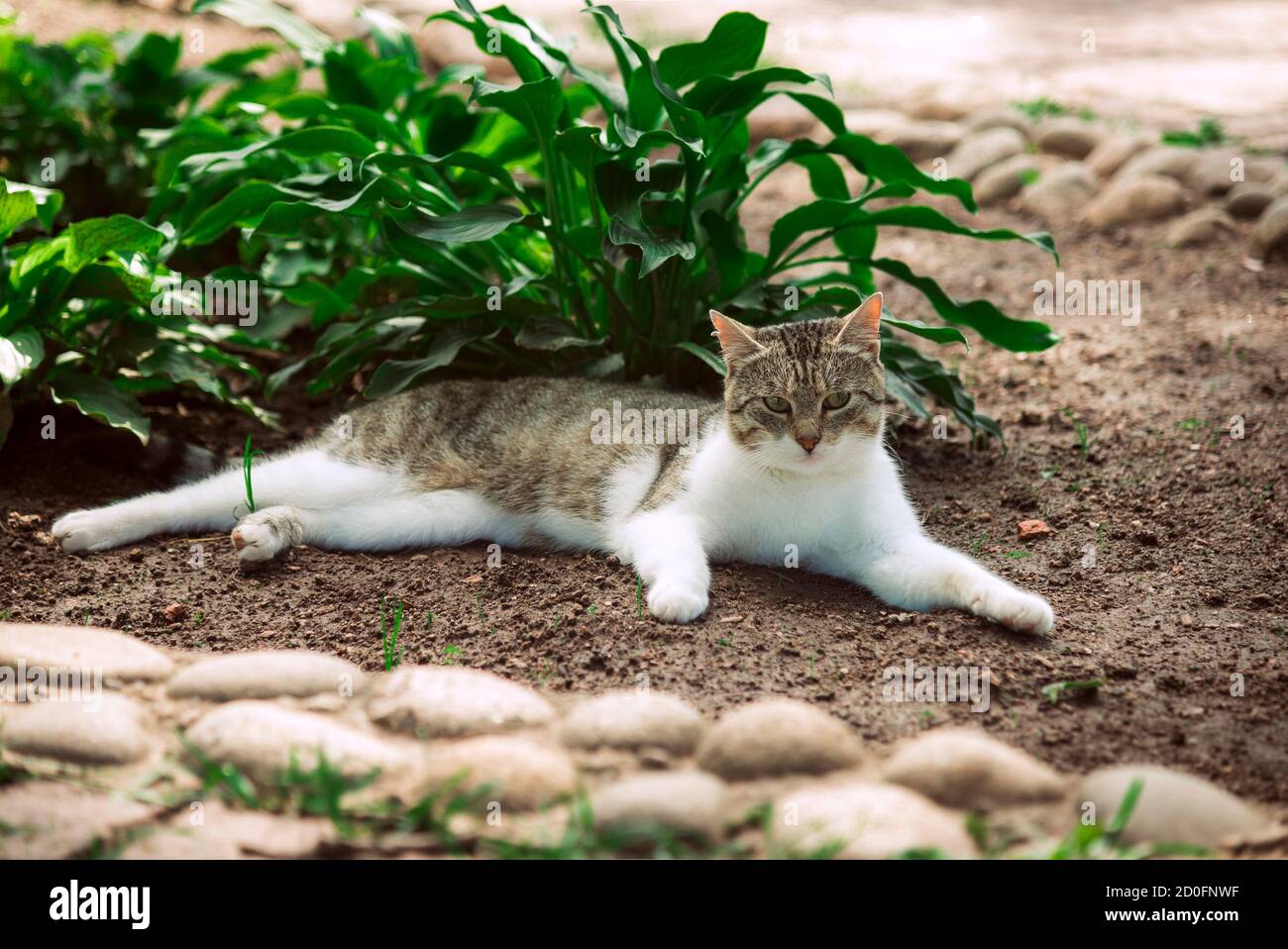 Cute cat outdoors Stock Photo - Alamy