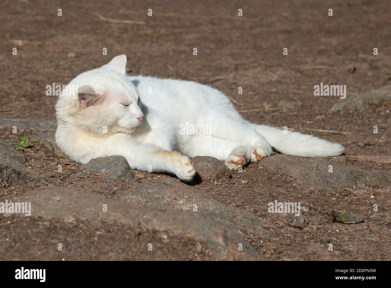 White homeless cat on the street Stock Photo - Alamy