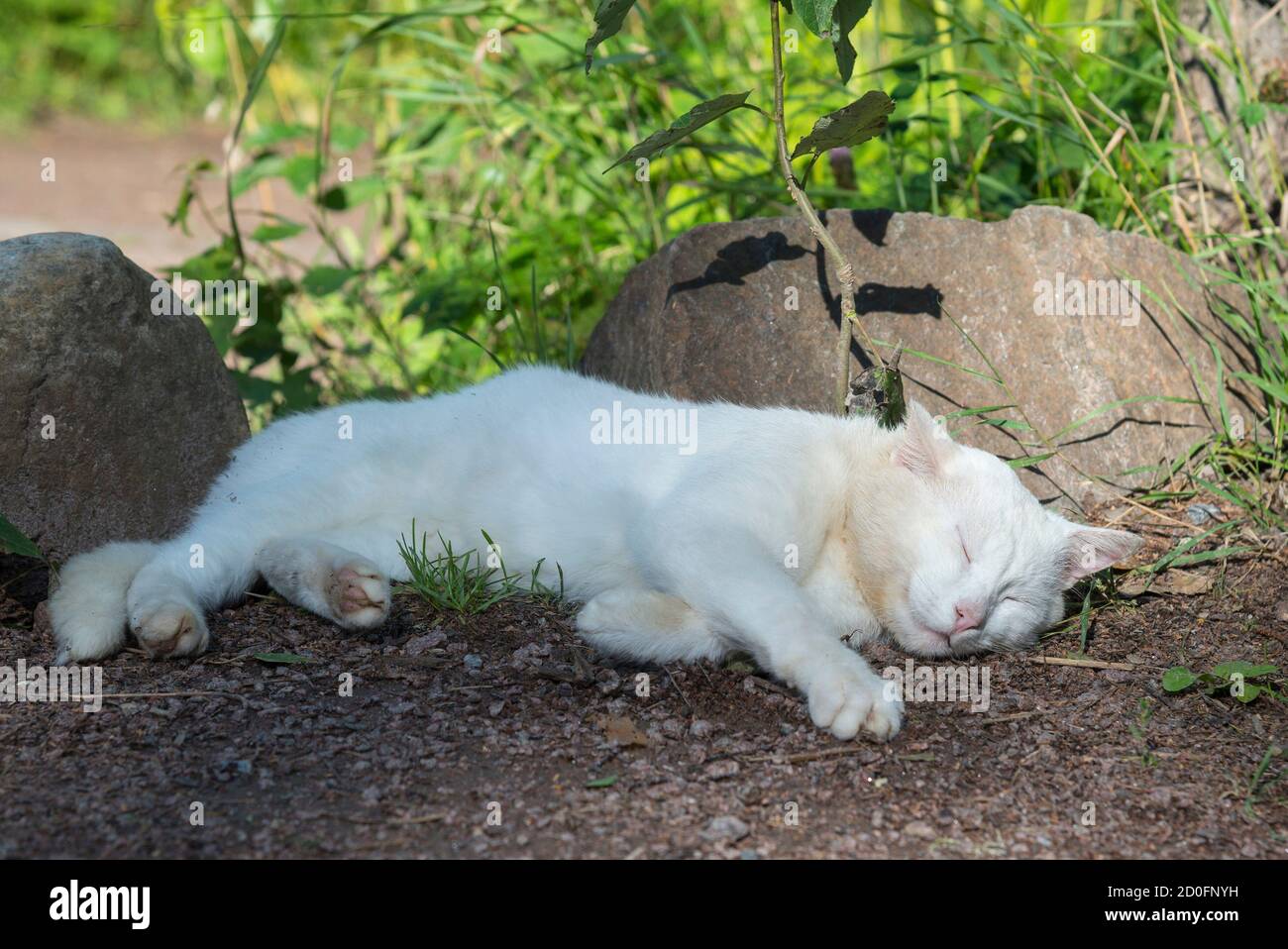 White homeless cat sleeping outside Stock Photo - Alamy
